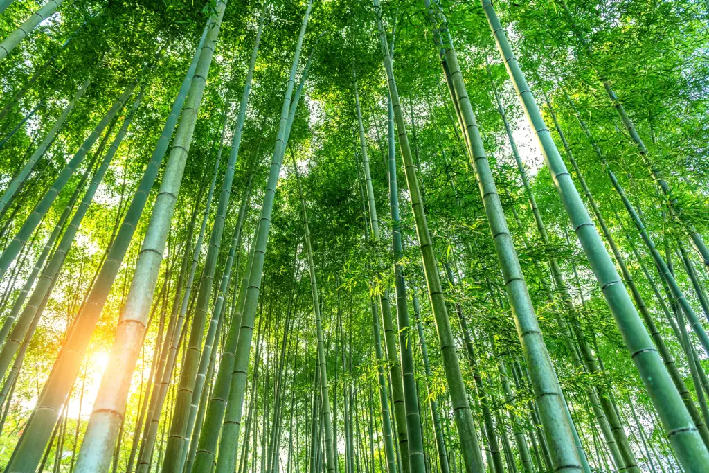 Panarottis – JIMBU Global